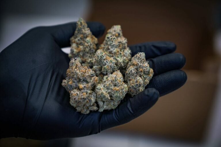 The Ultimate Guide to the Chemdawg Strain | Blog | Verts Dispensary