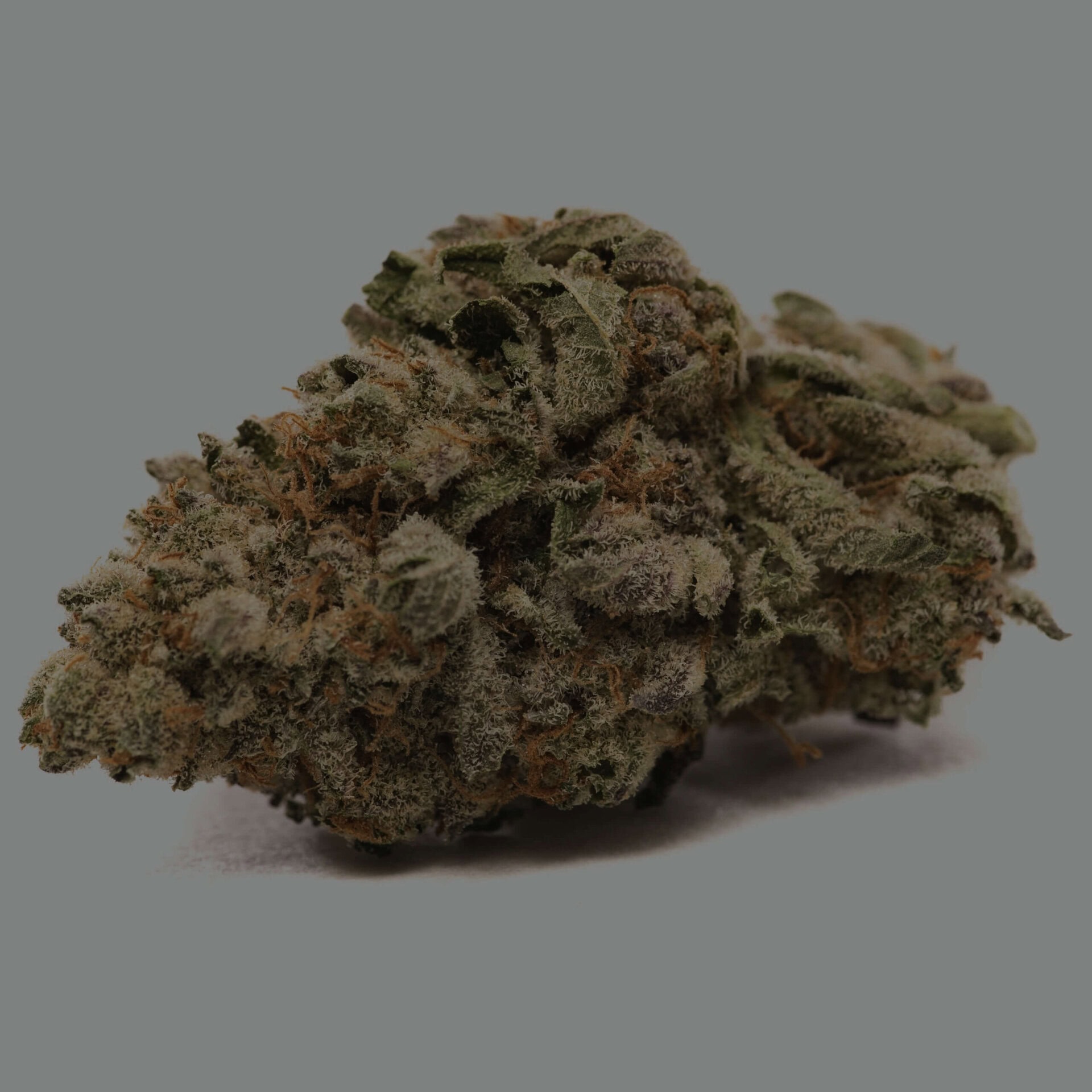 Bud Breakdown: Grease Monkey | Blog | Verts Dispensary