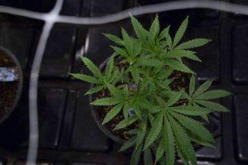 Understanding the Weed Leaf: Your Guide to Cannabis Anatomy | Blog ...