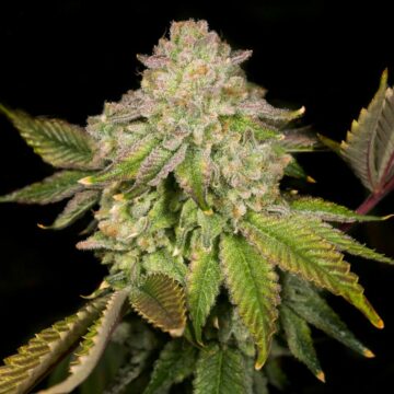 What is Super Boof Strain? | Blog | Verts Dispensary